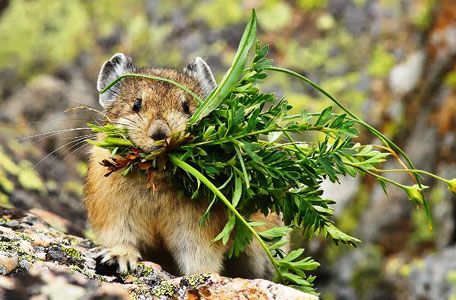 American Pika - Clear Creek County Tourism Bureau
