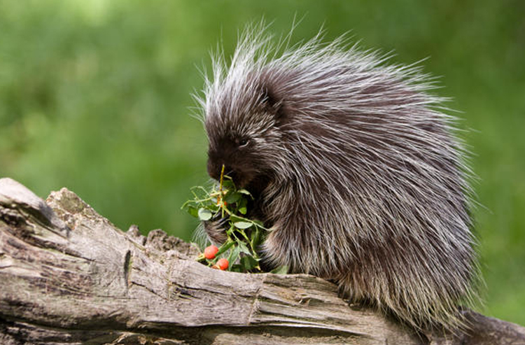Porcupine - Clear Creek County Tourism Bureau